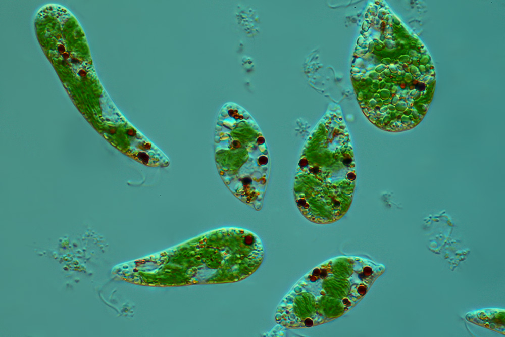 euglena viridis - Mikrofotografie und Makrofotografie